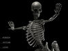 Skeleton Rigged - Skeleton Rig - Skeletal System 3D model rigged | CGTrader