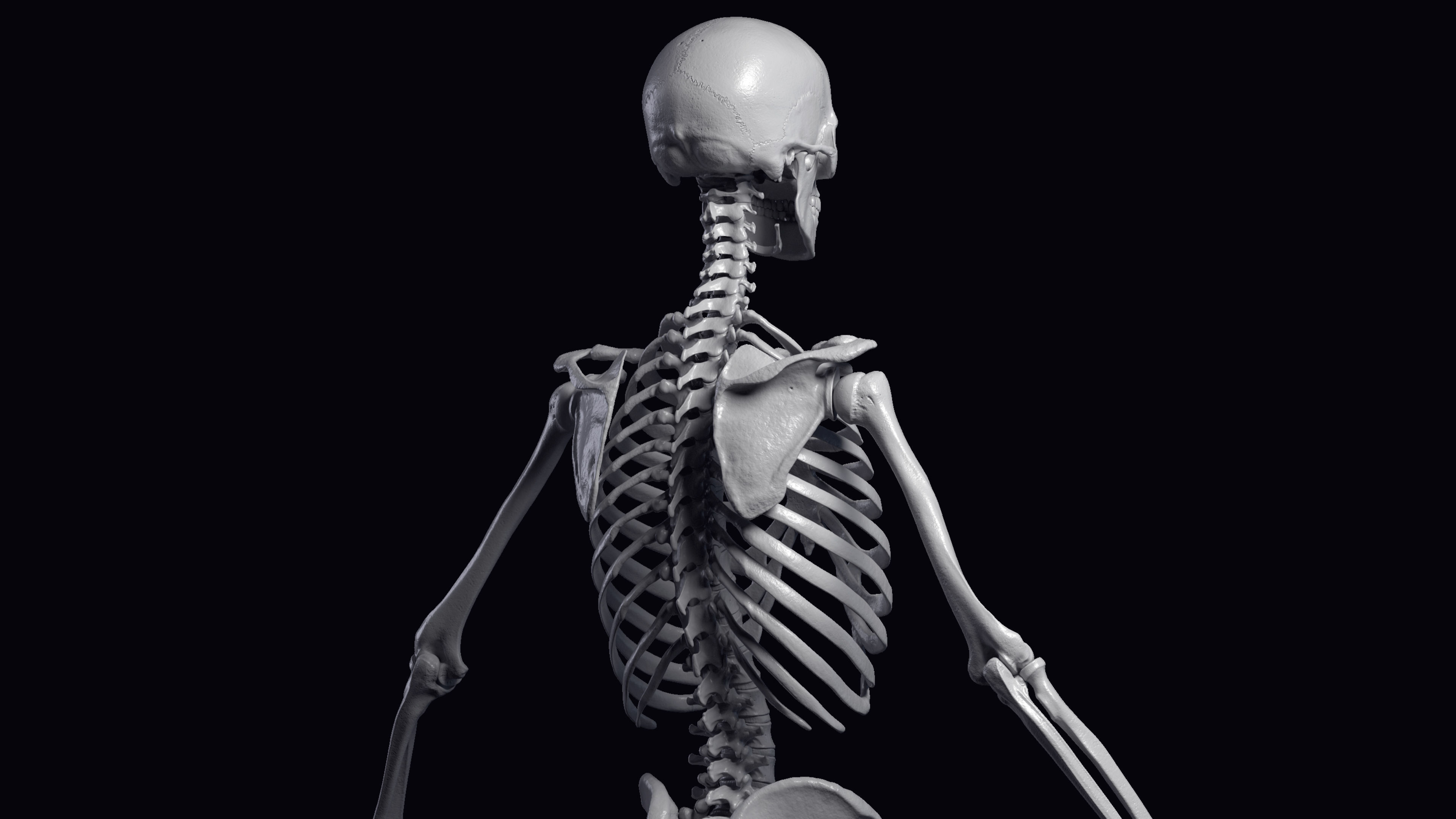 Skeleton Rigged - Skeleton Rig - Skeletal System 3D model rigged | CGTrader