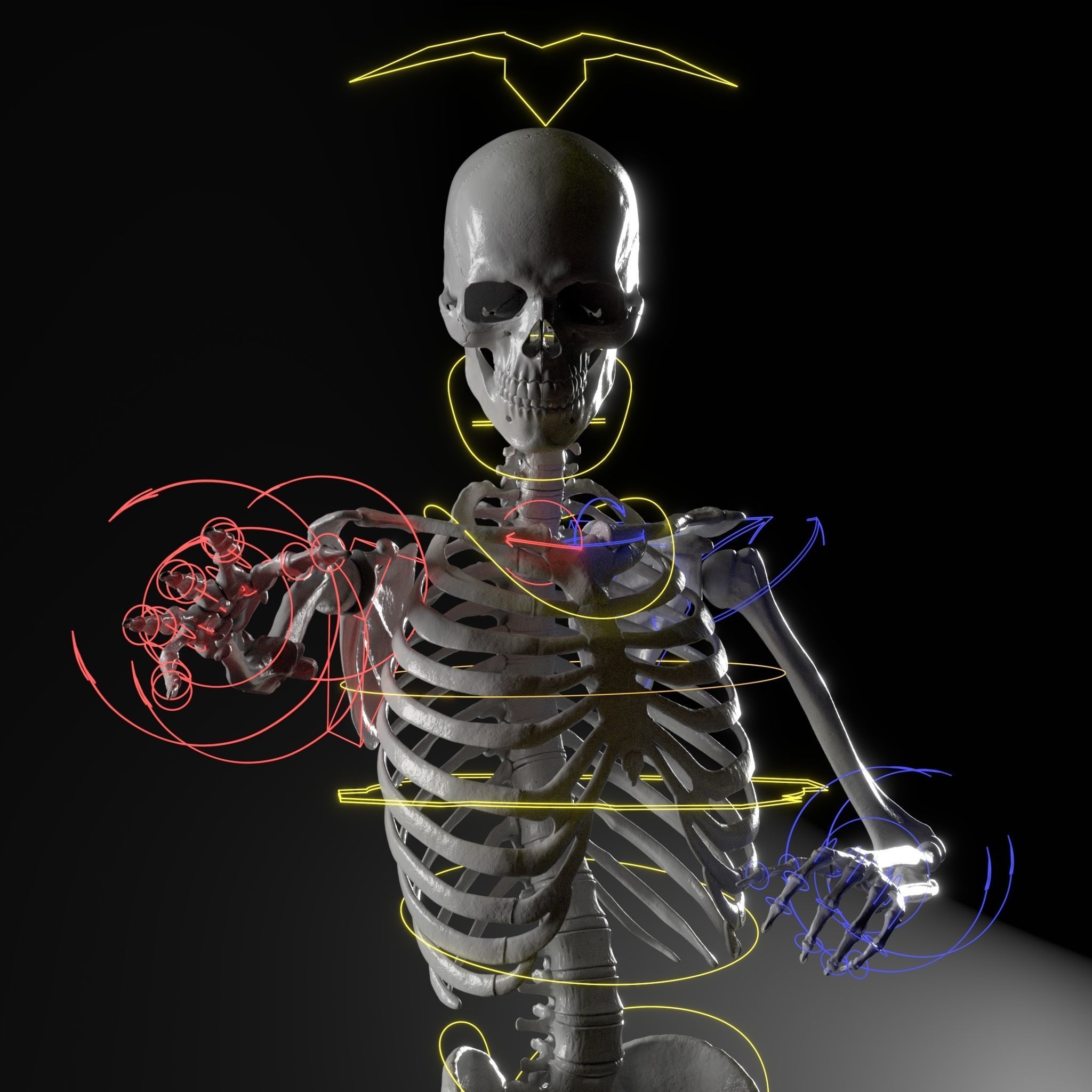 Skeleton Rigged - Skeleton Rig - Skeletal System 3D model rigged | CGTrader