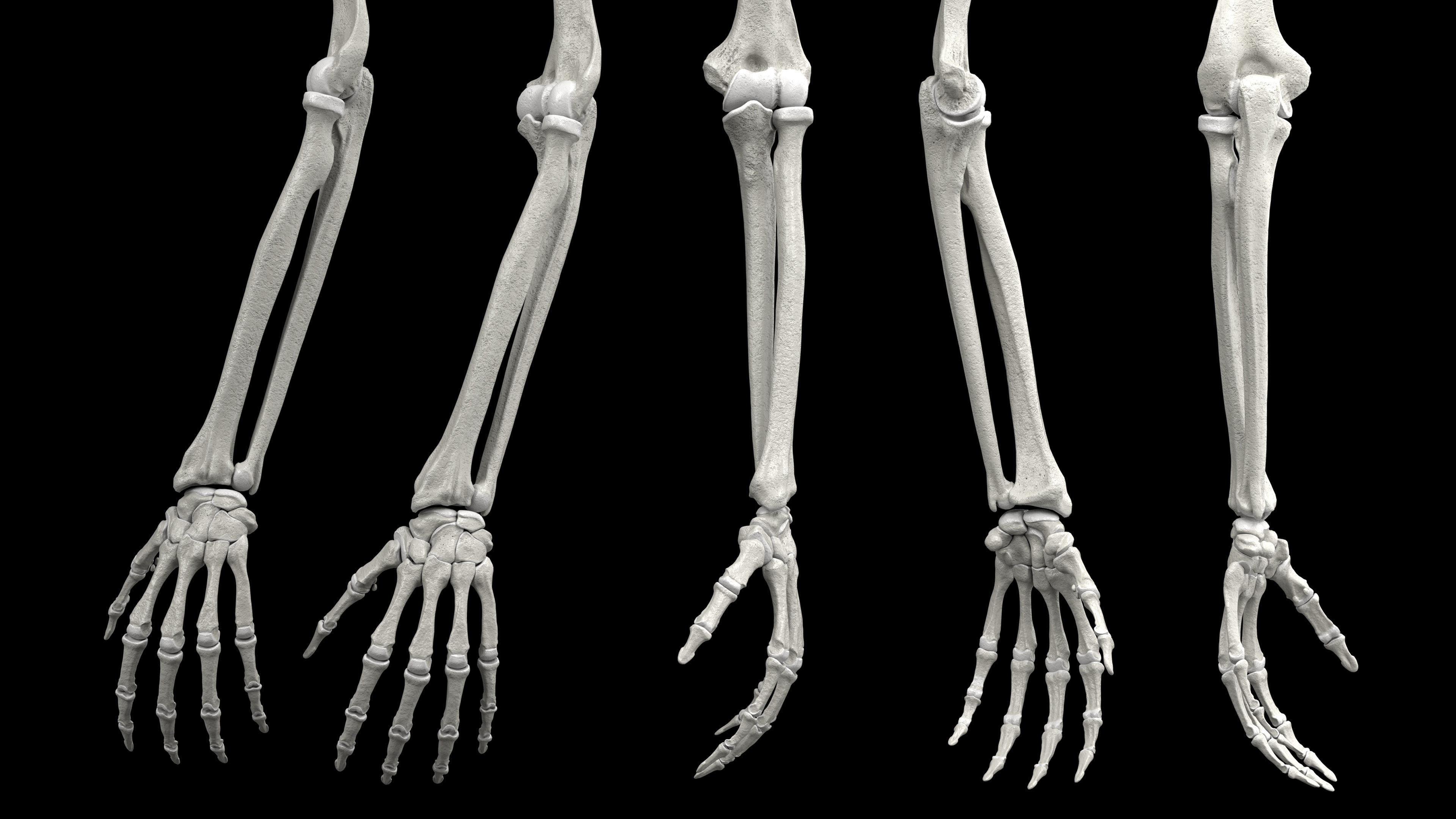 Skeleton Rigged - Skeleton Rig - Skeletal System 3D model rigged | CGTrader