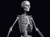 3D model Skeleton Rigged - Skeleton Rig - Skeletal System VR / AR / low ...
