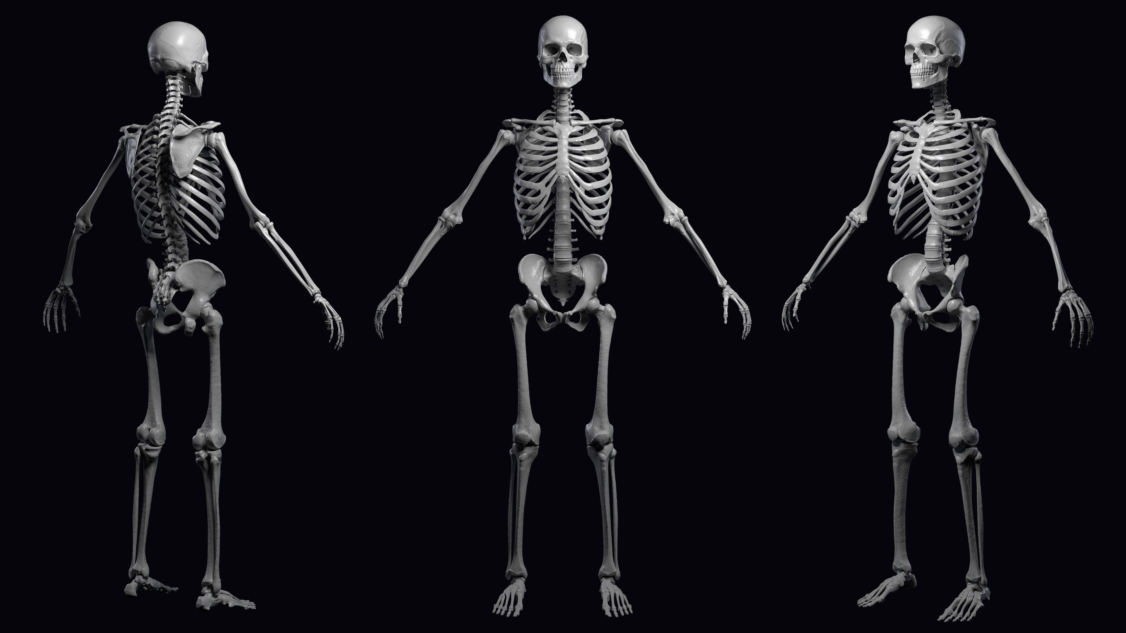 3D model Skeleton Rigged - Skeleton Rig - Skeletal System VR / AR / low ...