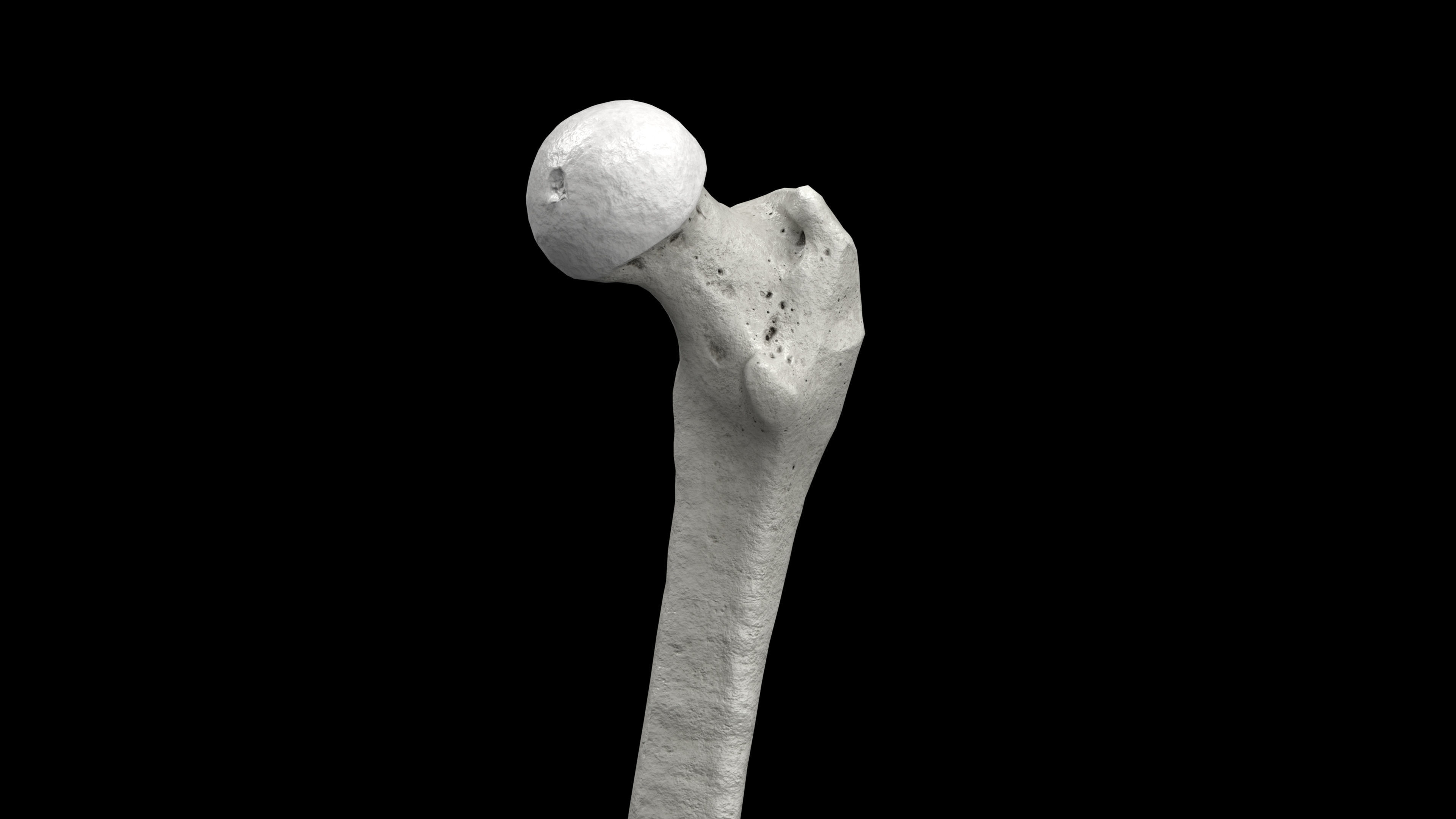 Skeleton Rigged - Skeleton Rig - Skeletal System 3D model rigged | CGTrader