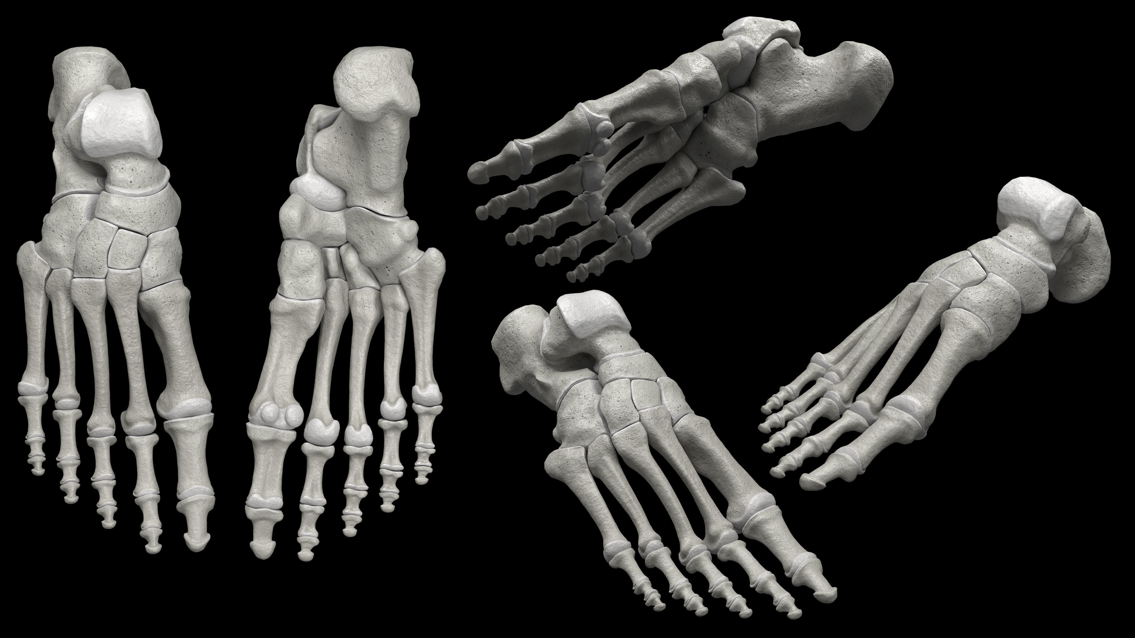 3D model Skeleton Rigged - Skeleton Rig - Skeletal System VR / AR / low ...
