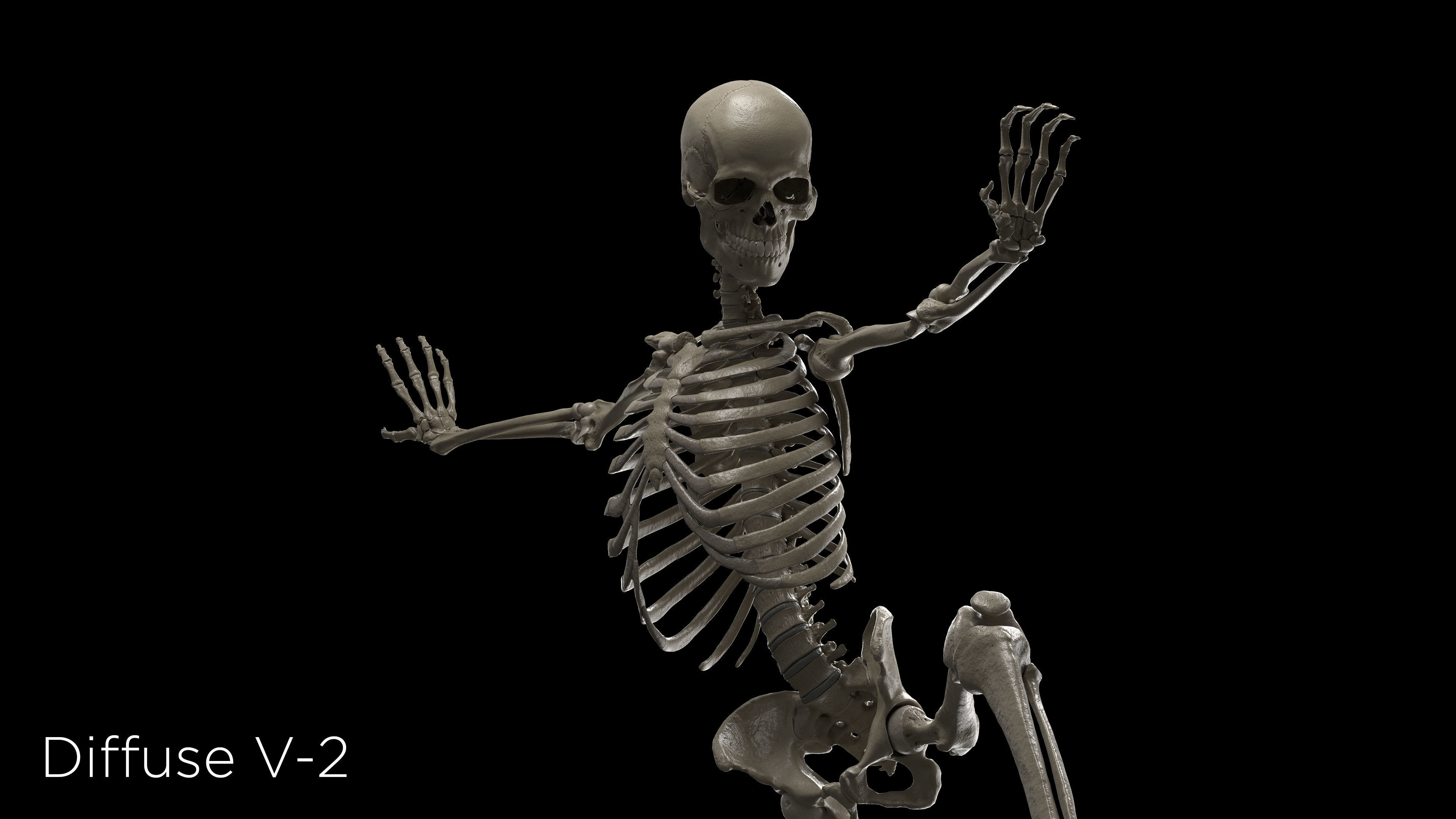 3D model Skeleton Rigged - Skeleton Rig - Skeletal System VR / AR / low ...