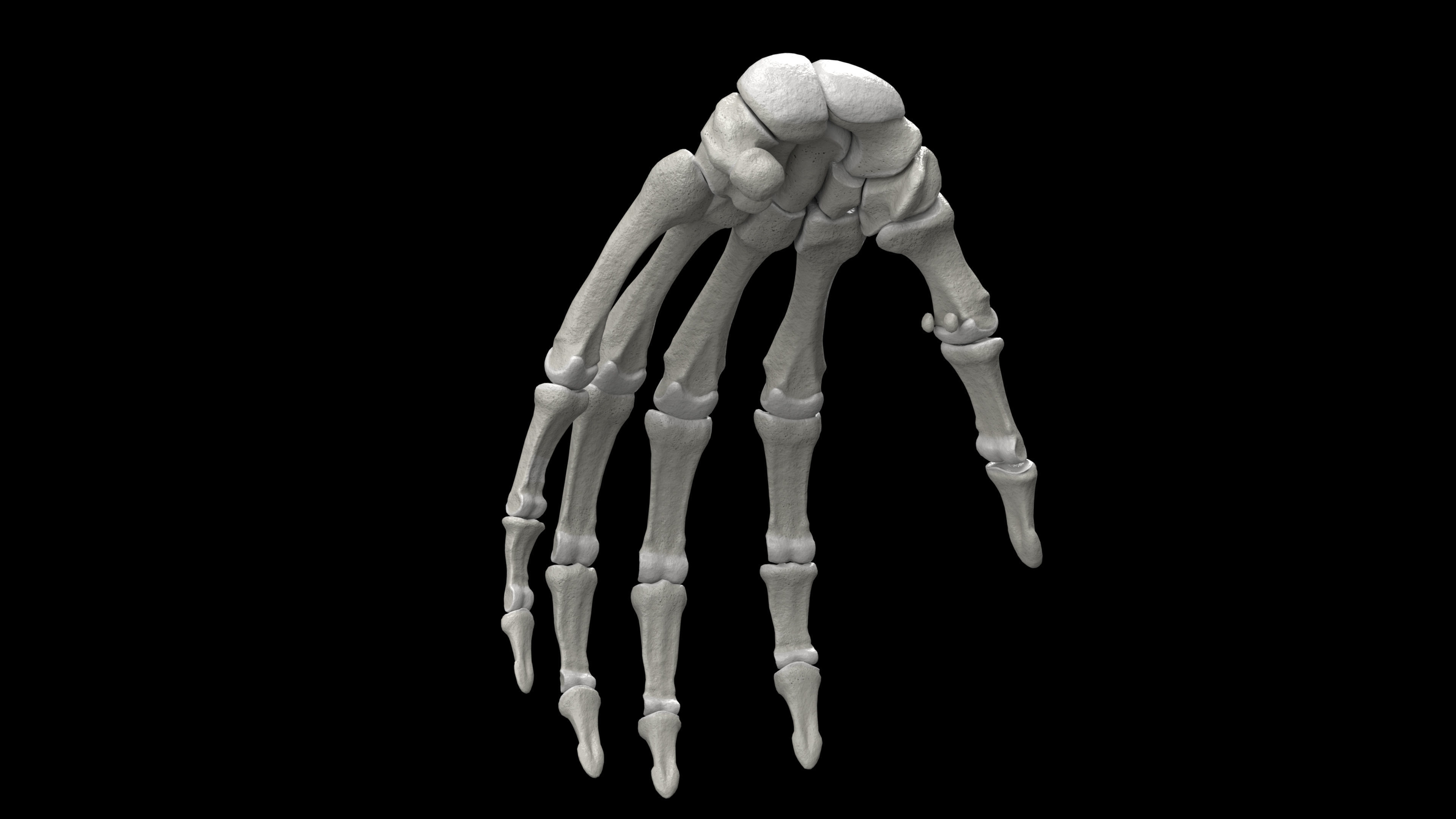 3D model Skeleton Rigged - Skeleton Rig - Skeletal System VR / AR / low ...
