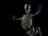 3D model Skeleton Rigged - Skeleton Rig - Skeletal System VR / AR / low ...