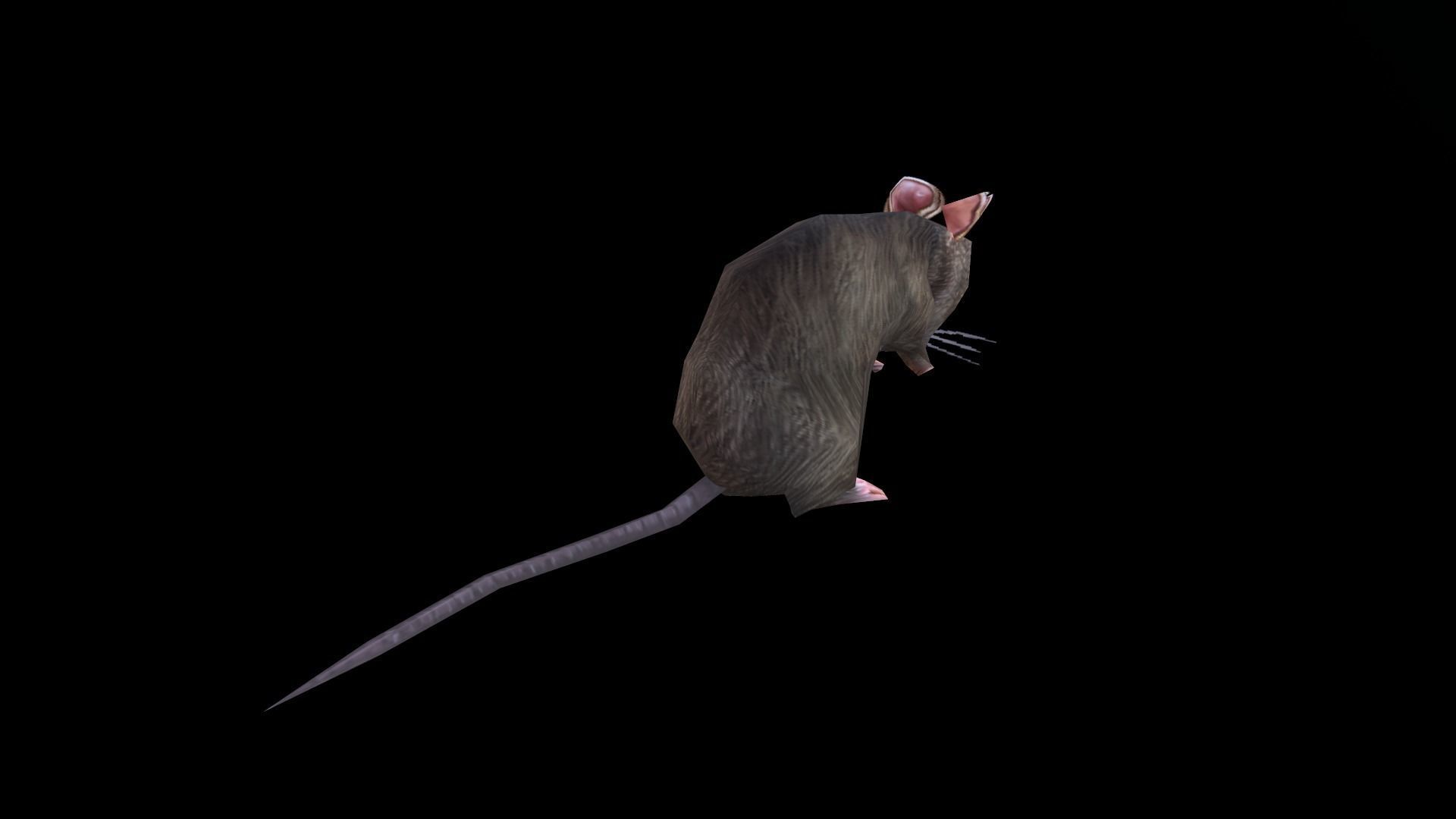 3D model low-poly animated mouse rat VR / AR / low-poly | CGTrader