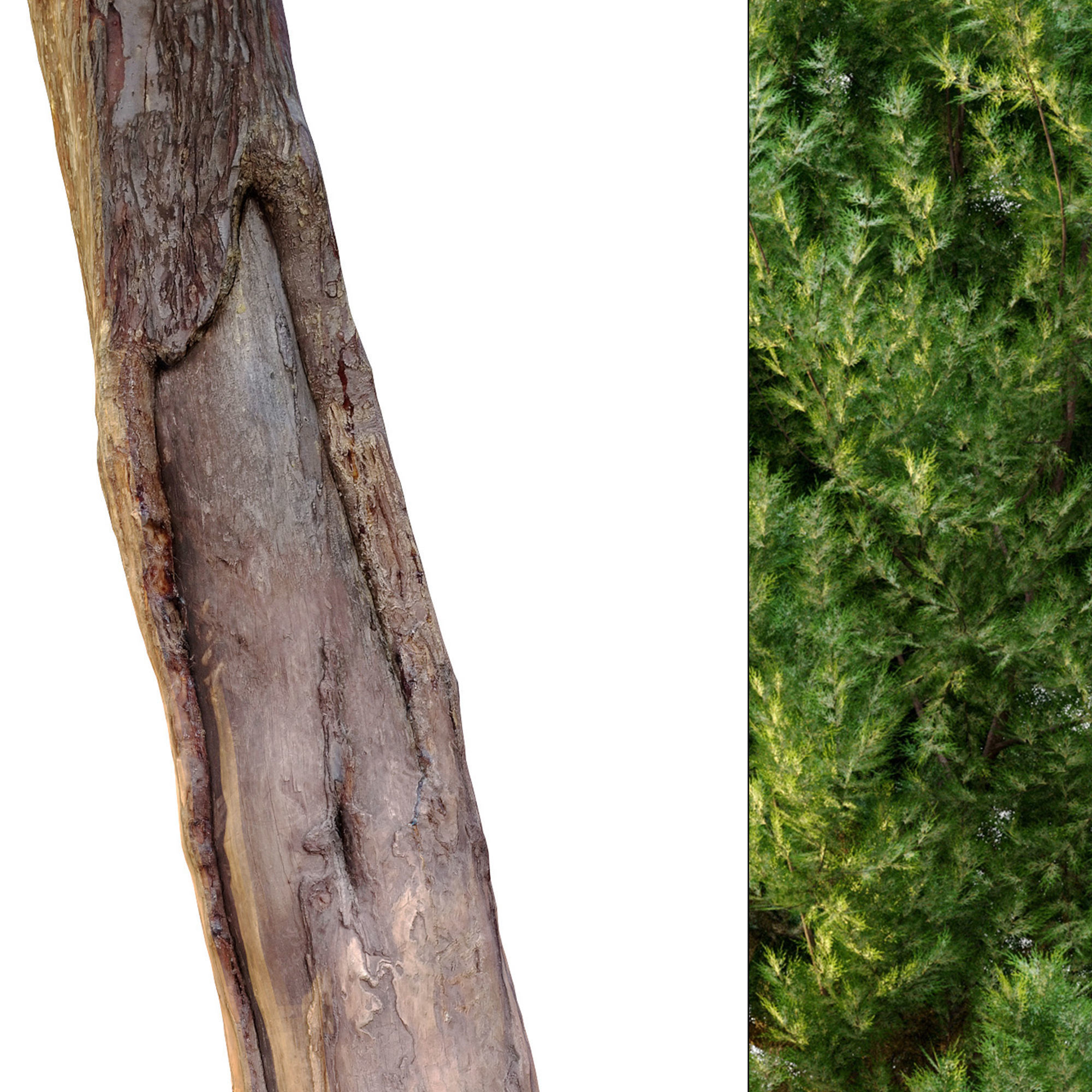 cypress tree 6 3D model | CGTrader