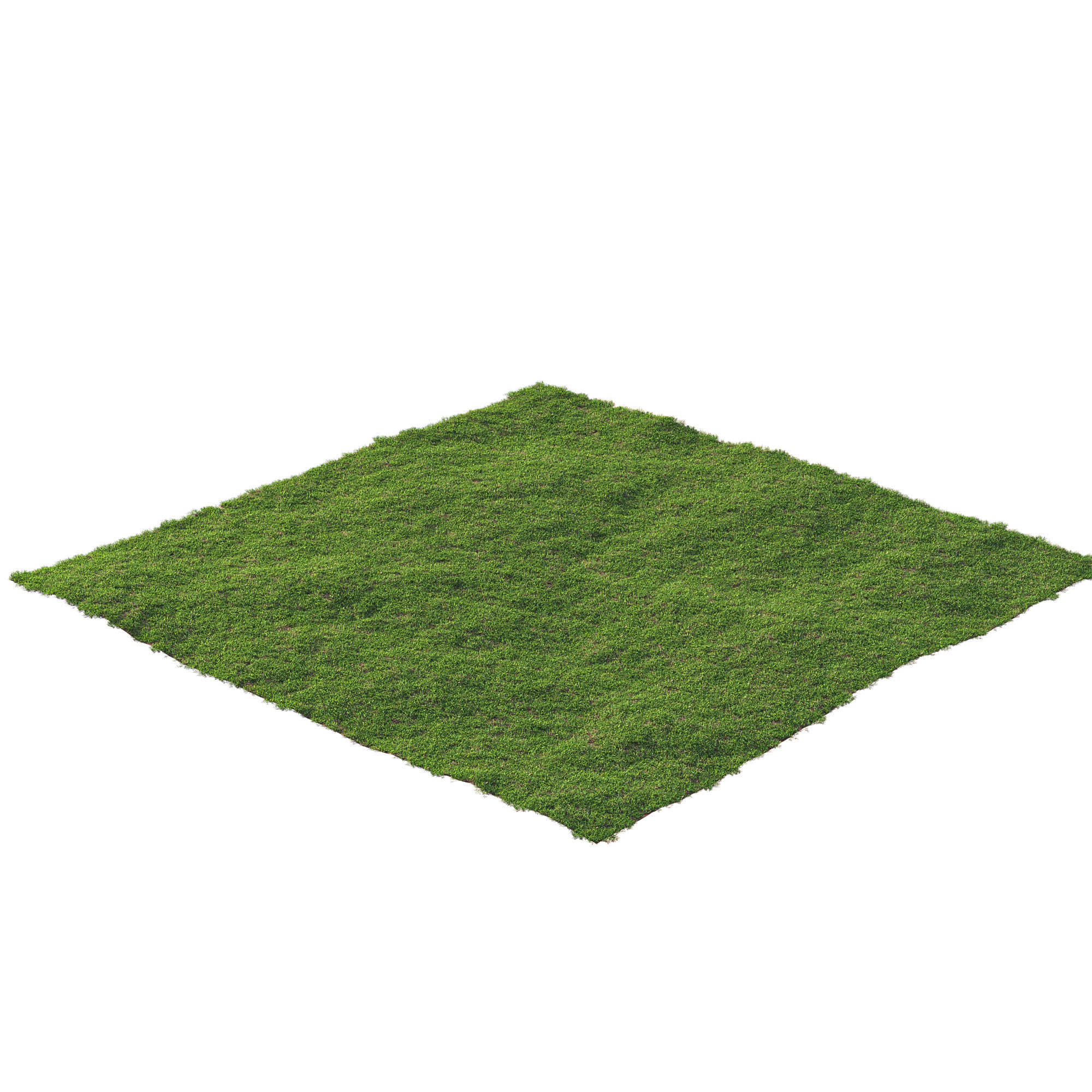 Bermuda grass 3D model | CGTrader