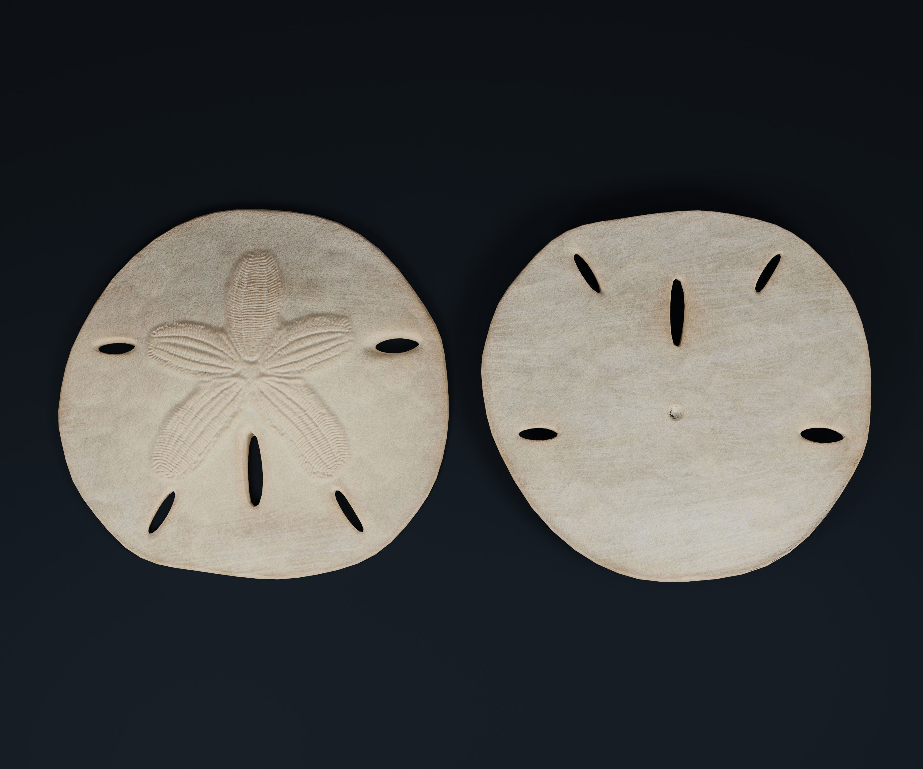 3D model Low Poly Sea Shells Pack with Unreal Engine 5 Project VR / AR ...