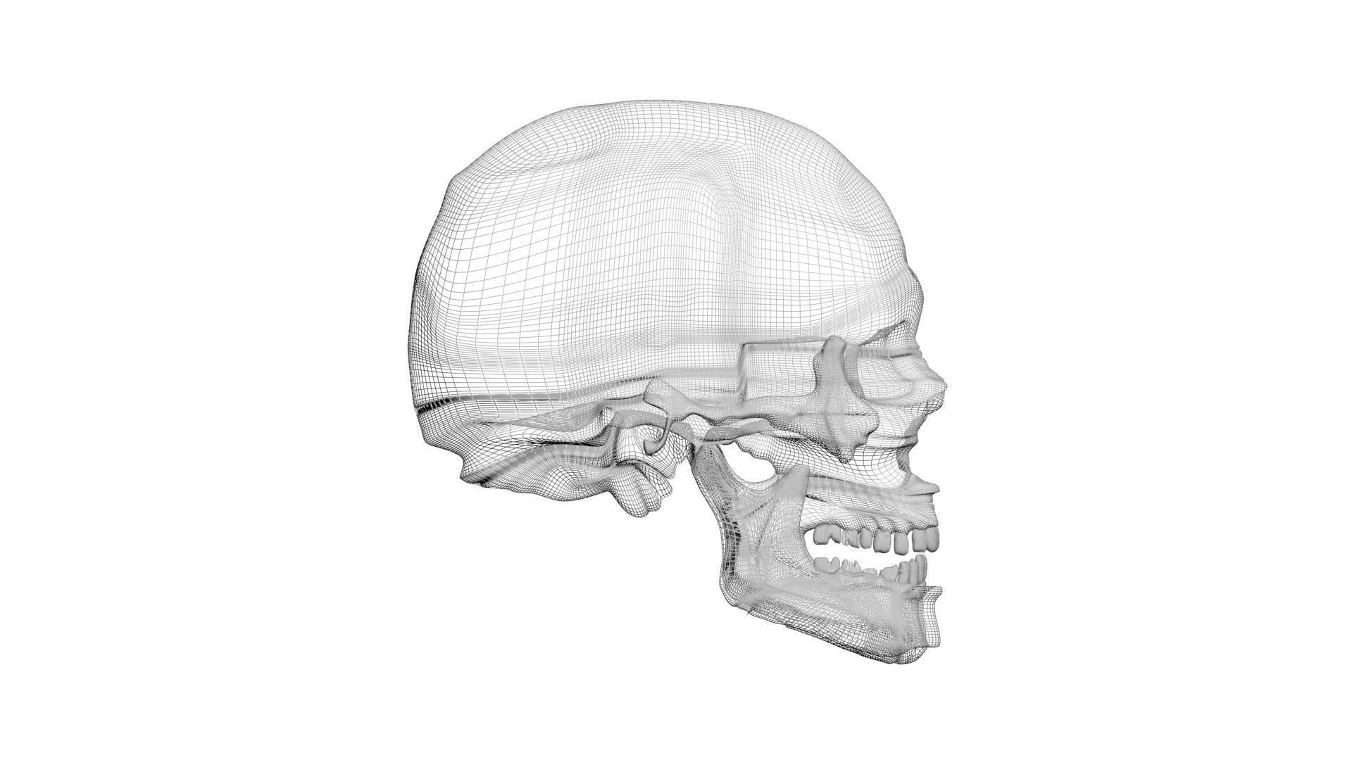 Human Skull 3D model | CGTrader