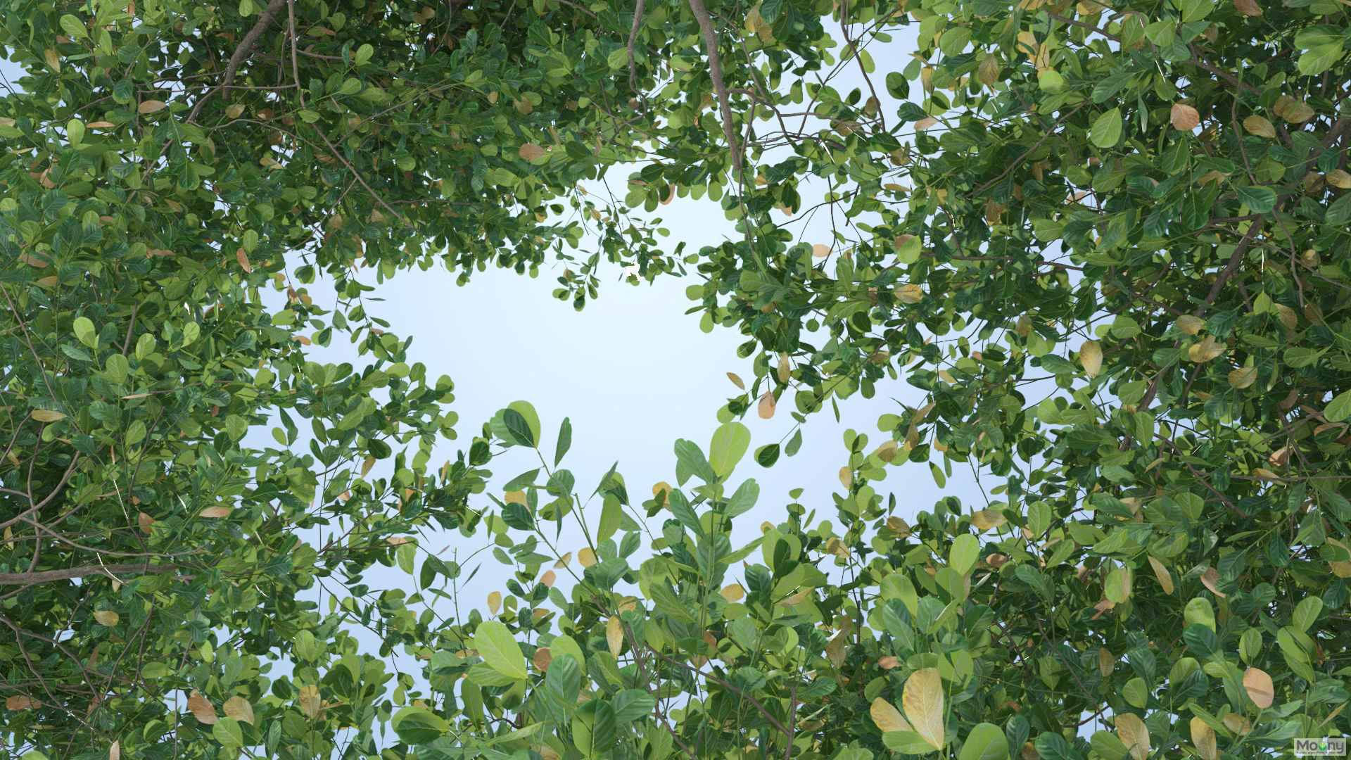 Jack Tree 3D model | CGTrader