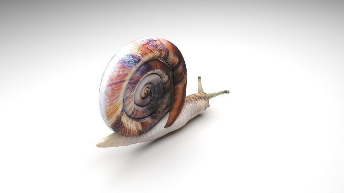 Snail 3D model | CGTrader