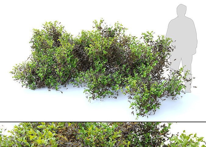 Dry and green leaves bush 3D model | CGTrader