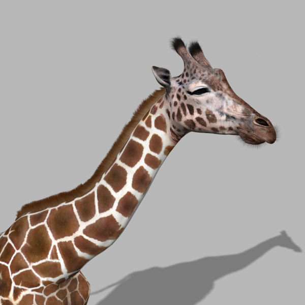 Colossal Animal Pack HD - Animated 3D model animated rigged | CGTrader