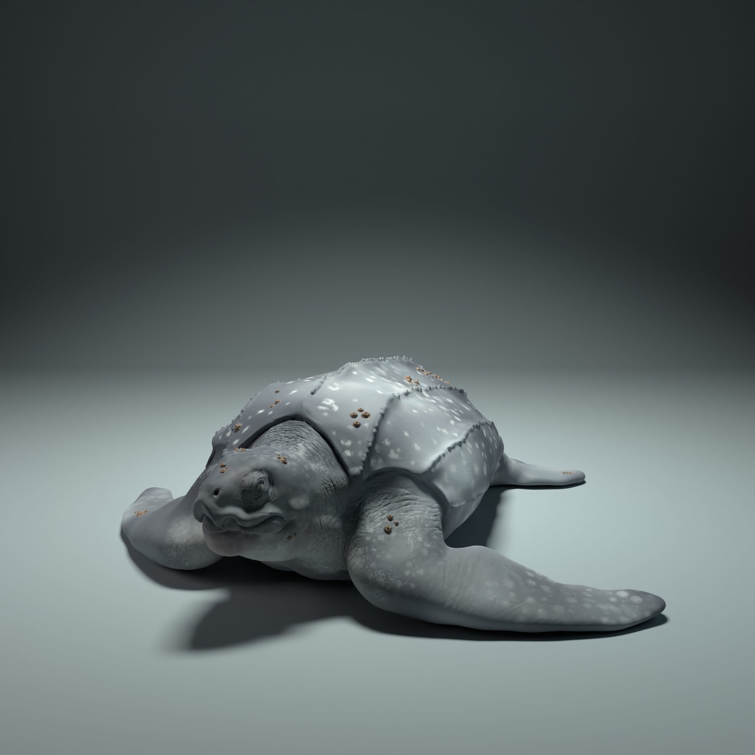 Leatherback Sea Turtle 3D model 3D printable | CGTrader