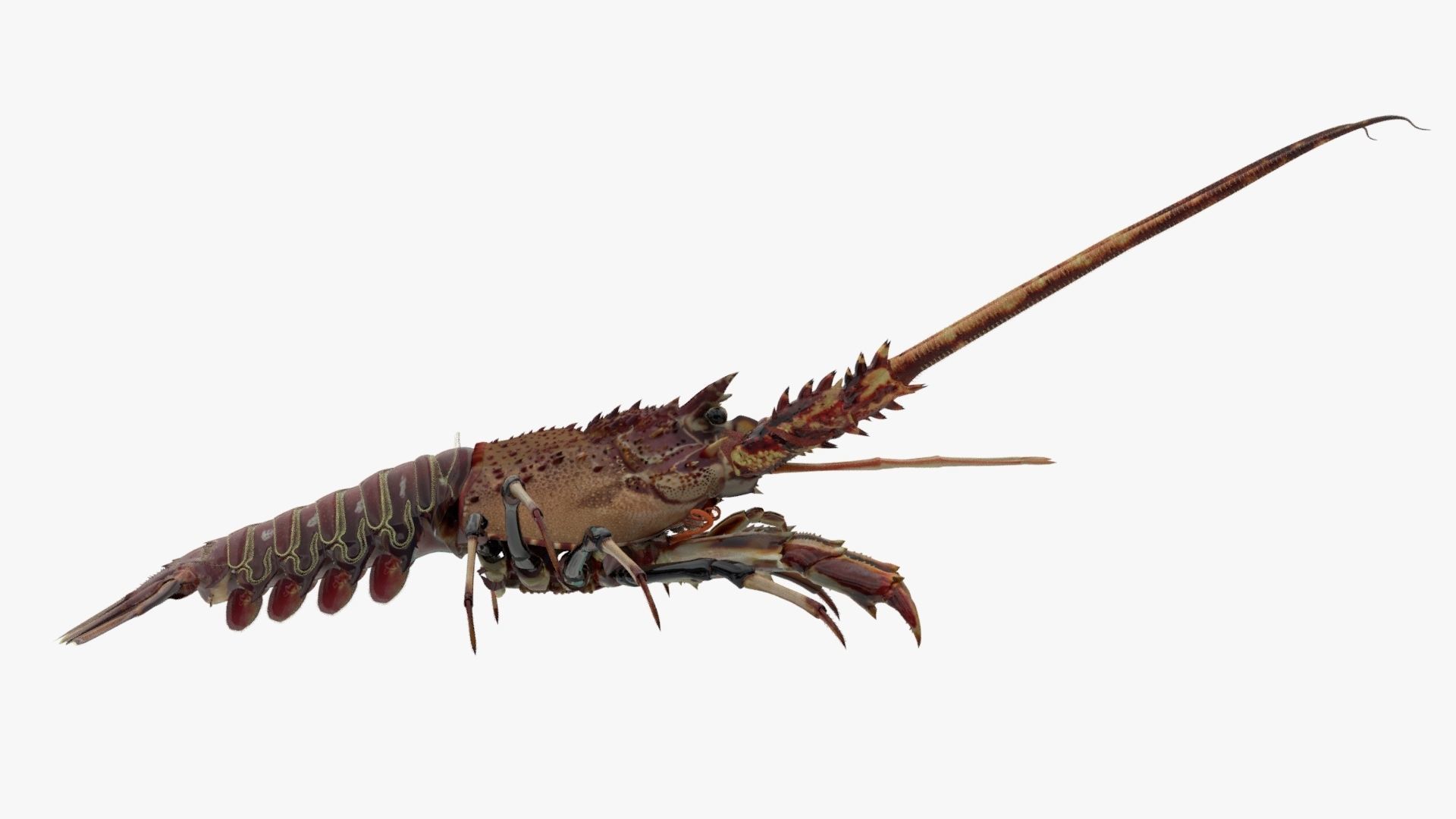 3D model realistic lobster VR / AR / low-poly | CGTrader
