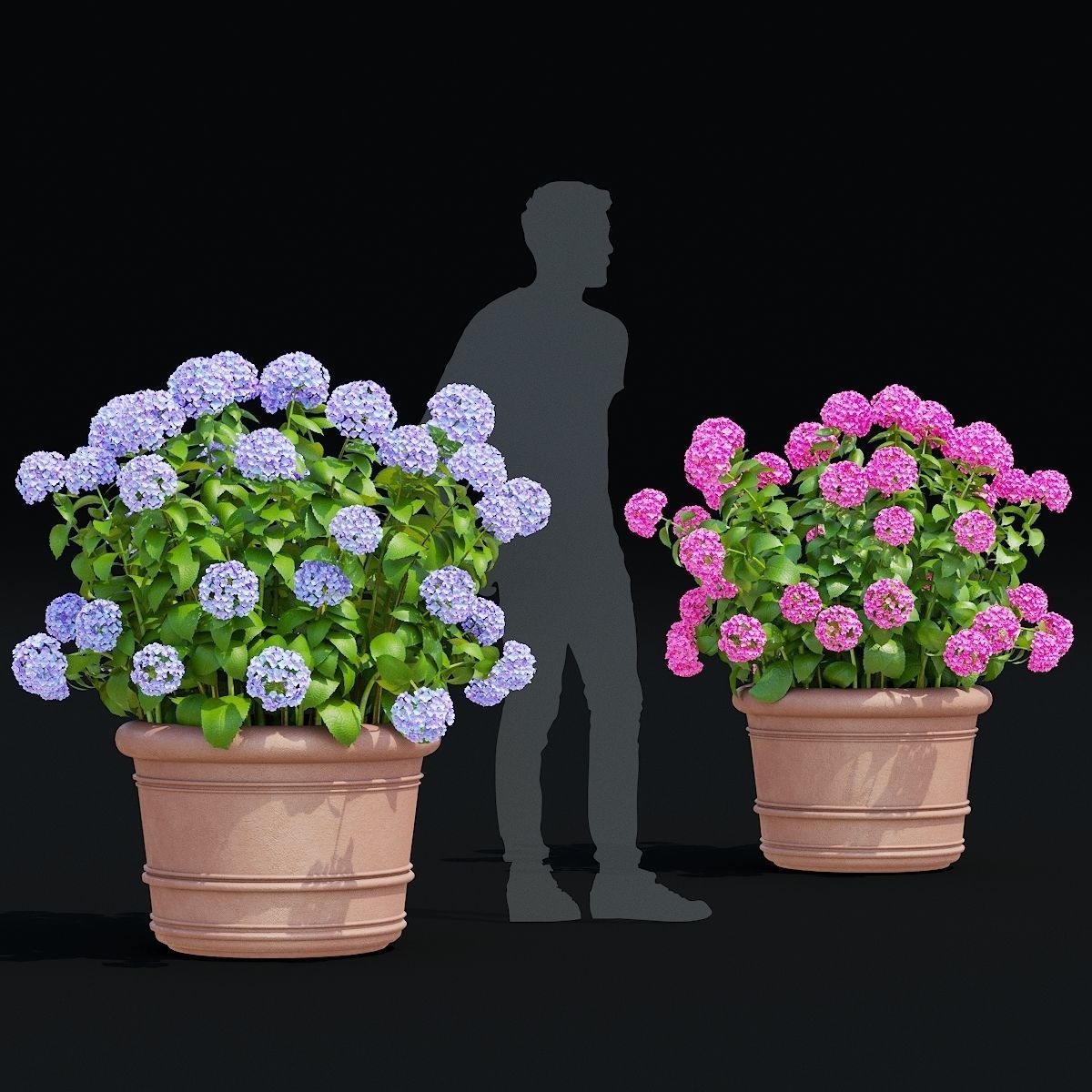 Hydrangea macrophylla 2 colors 3D model | CGTrader