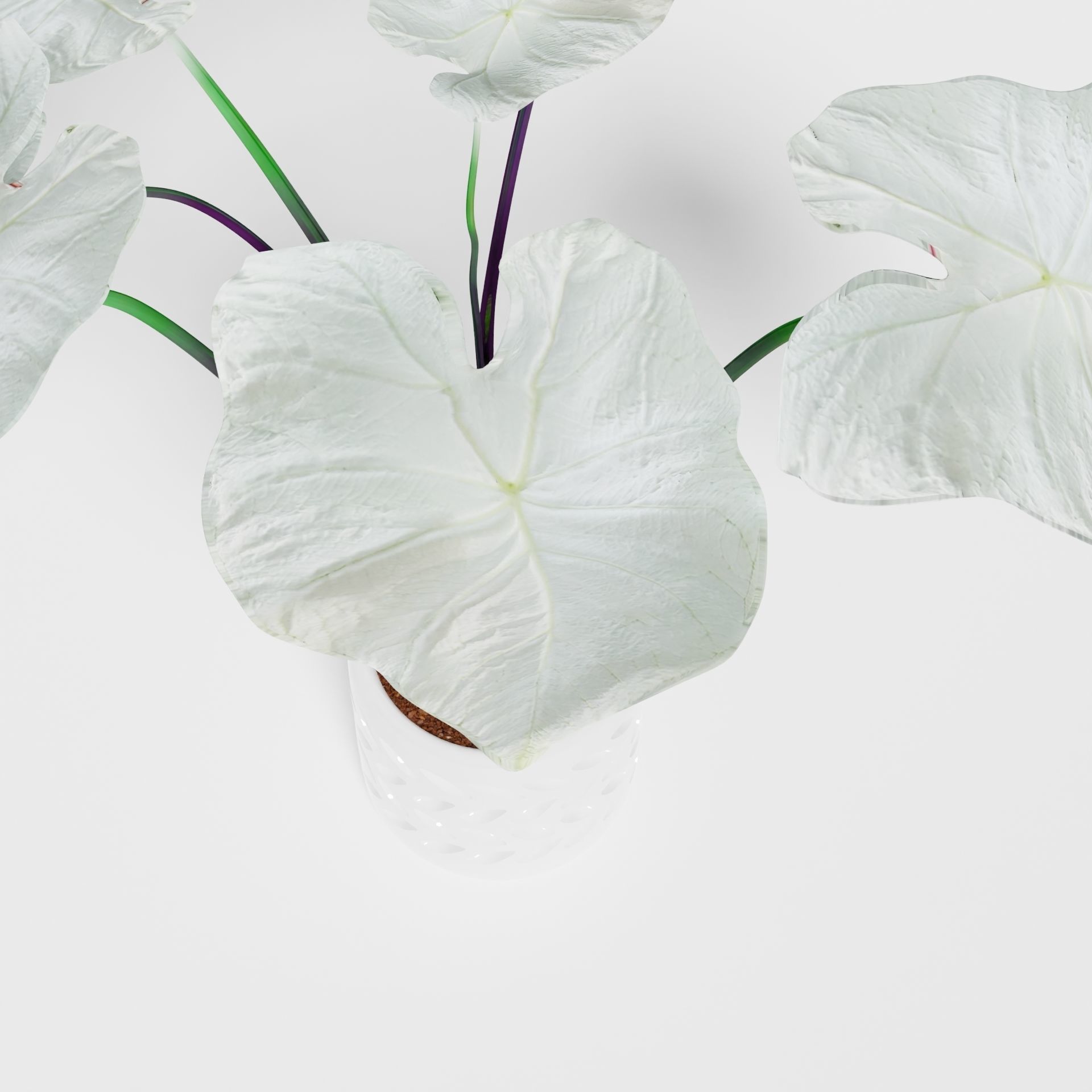 caladium moonlight florida 3D model | CGTrader