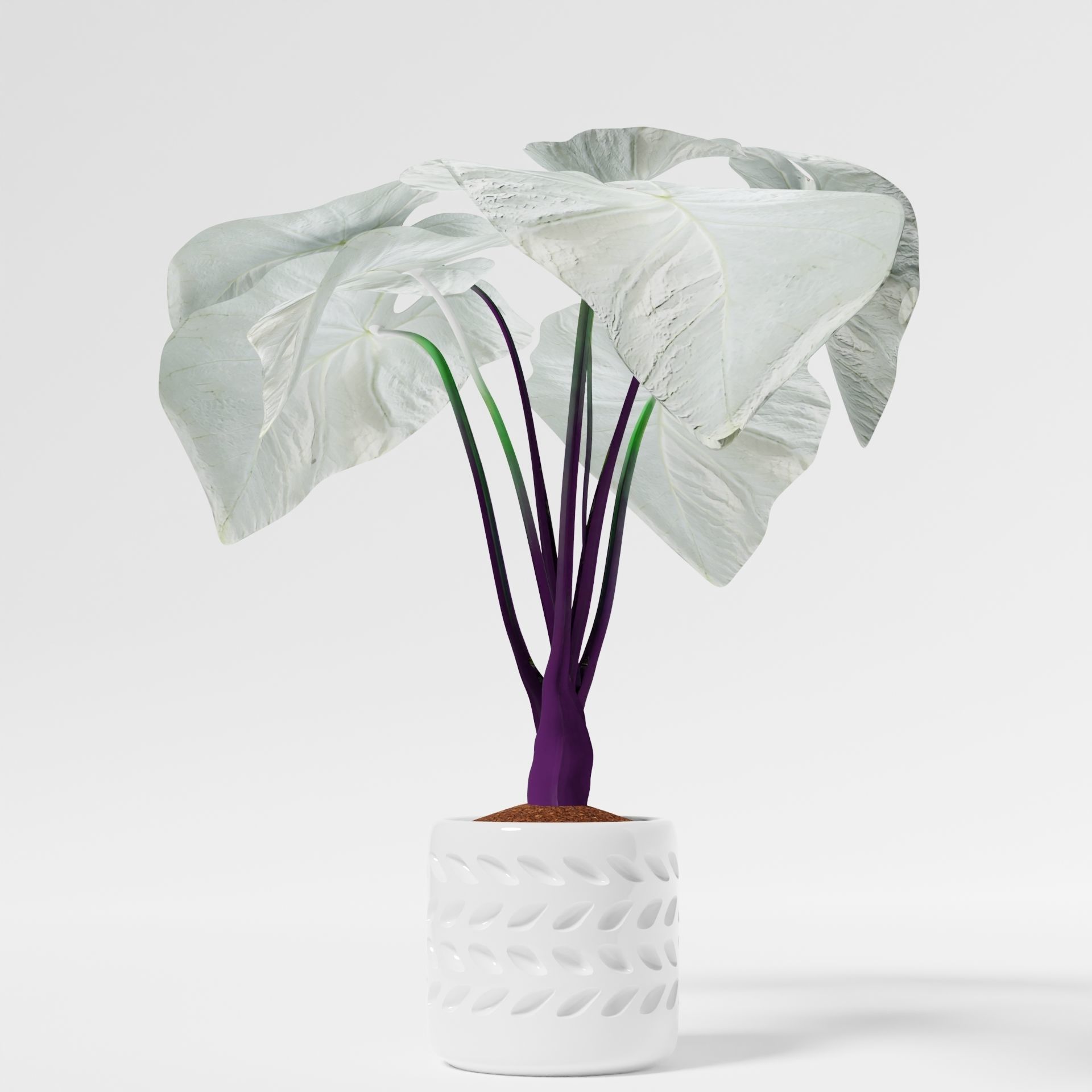 caladium moonlight florida 3D model | CGTrader