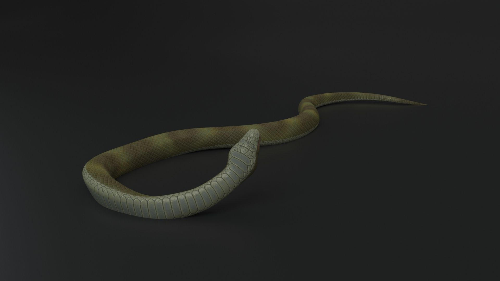 Snake Rigged and Animated 3D model animated rigged | CGTrader