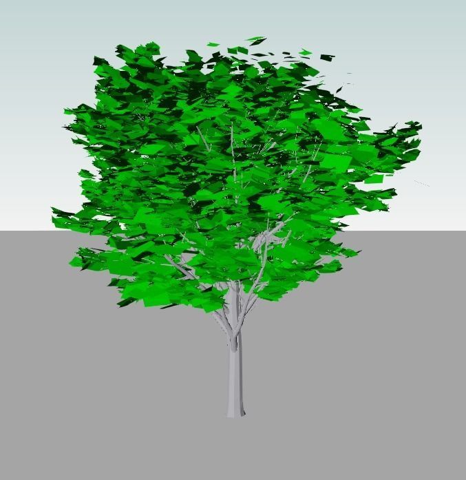 Montpellier Maple Tree For Revit free 3D model | CGTrader