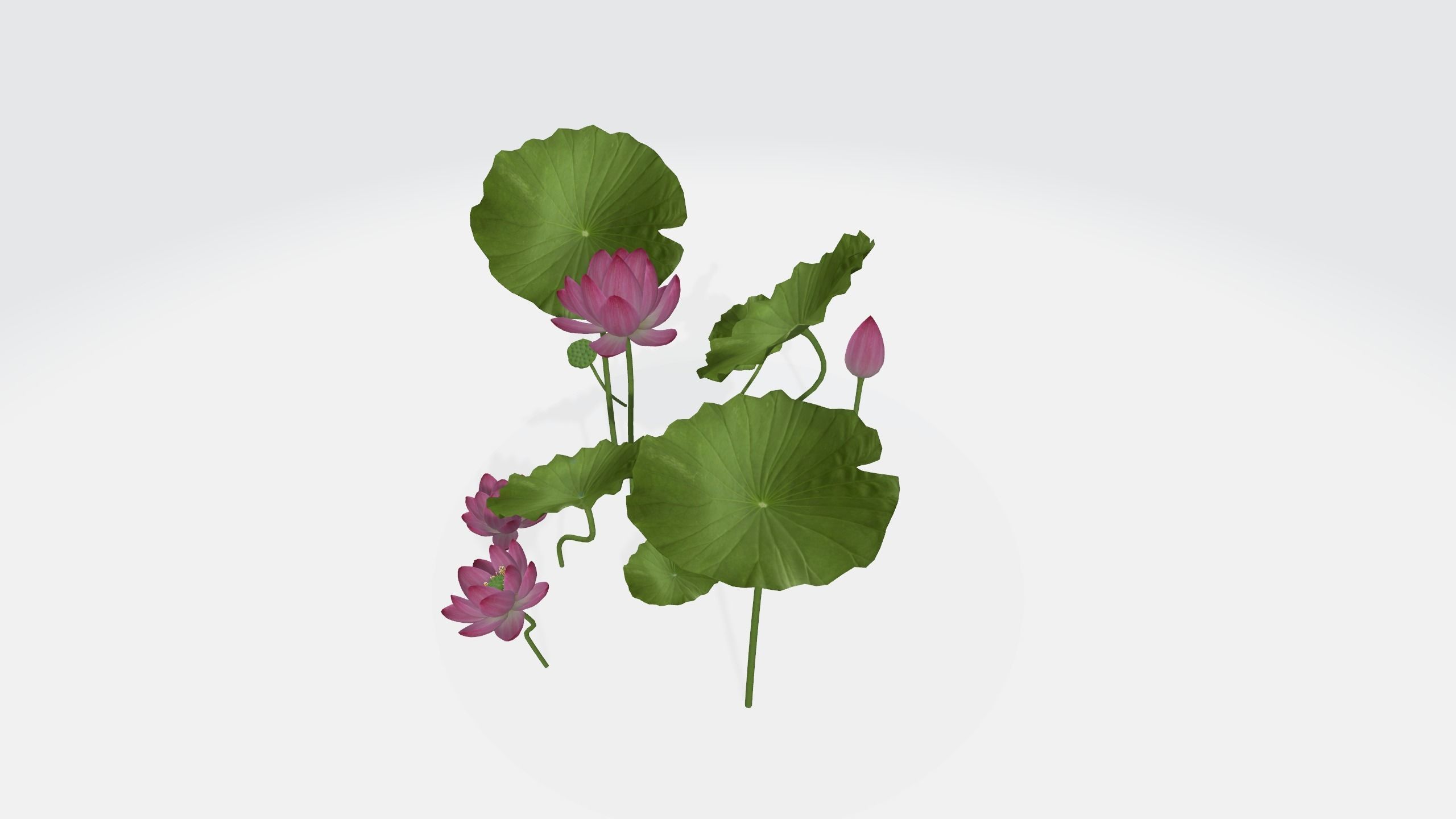 Lotus Flower 3D Model 3D model 3D printable | CGTrader