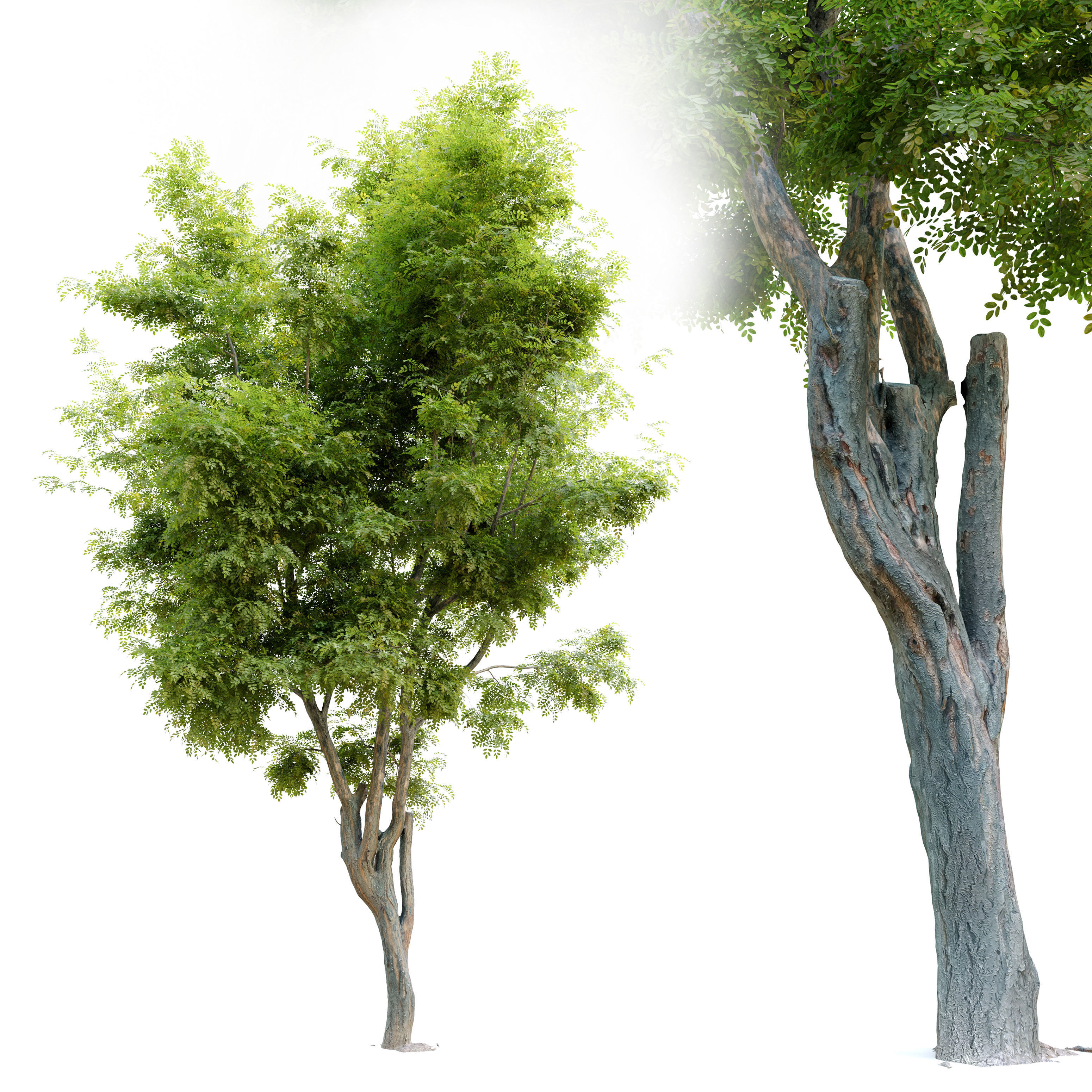 Robinia ambigua decaisneana 3D model | CGTrader