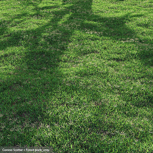 Bermuda grass 2 3D model | CGTrader