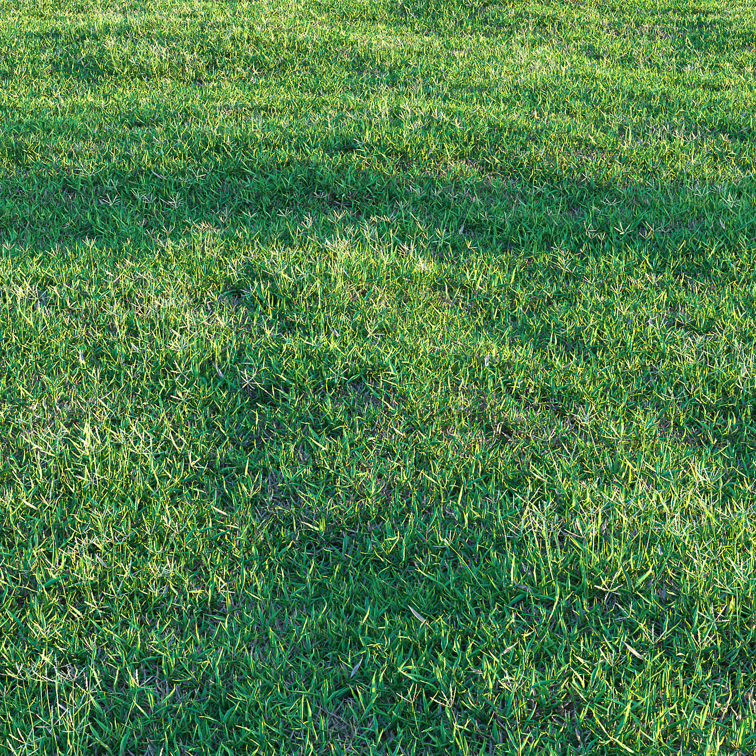 Bermuda grass 2 3D model | CGTrader