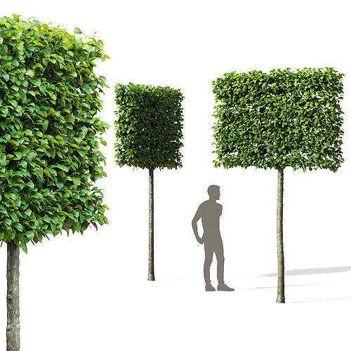 Fagus Sylvatica Pleached 3d Model Cgtrader 8128