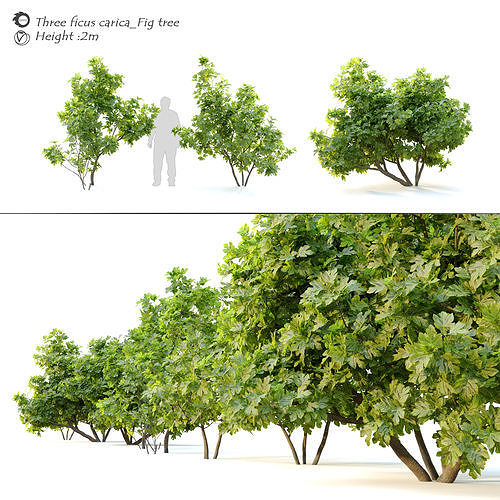fig tree 3 3D model | CGTrader