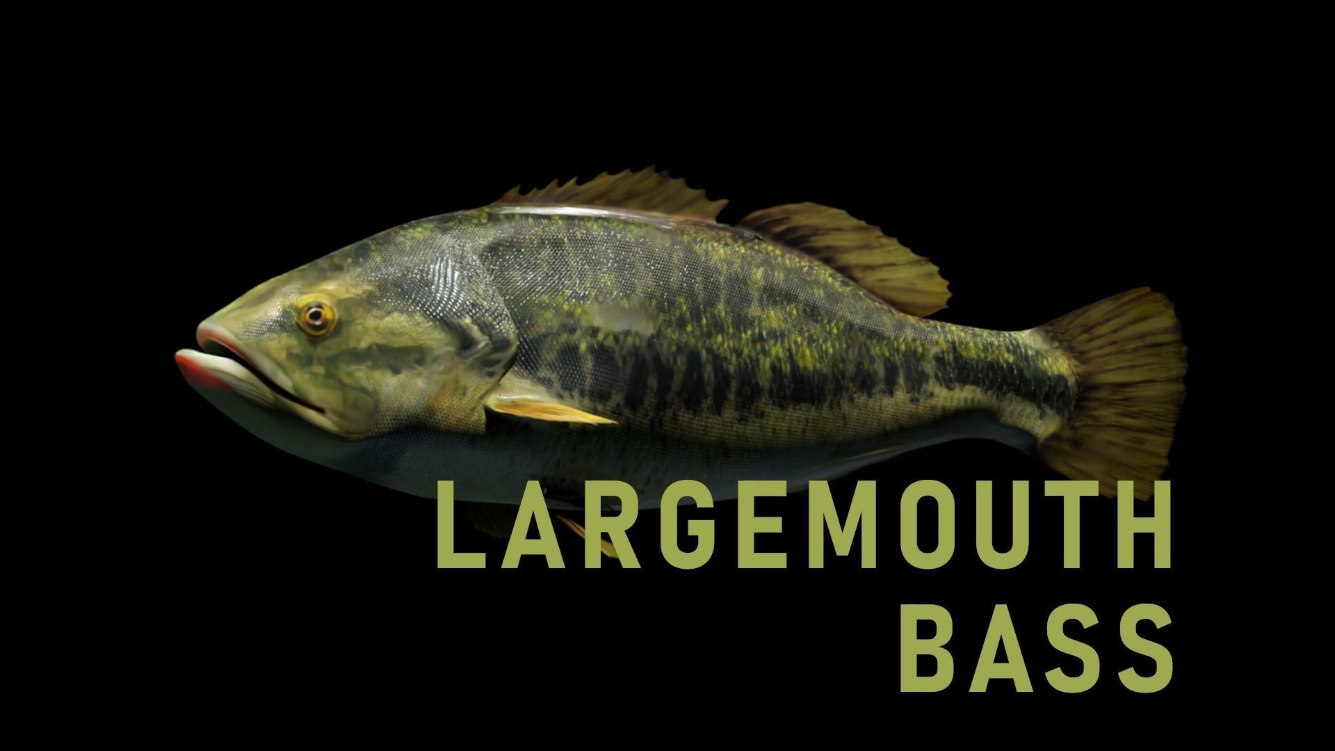 3D model Lowpoly Largemouth Bass VR / AR / low-poly | CGTrader
