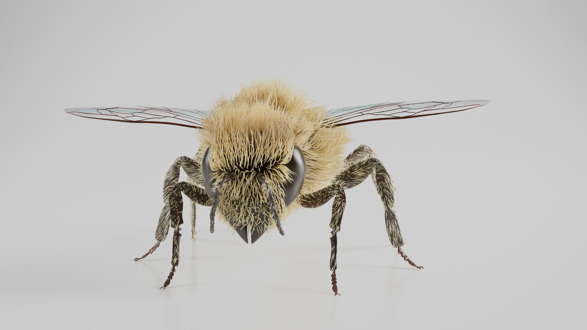 Realistic Honey Bee 3D model | CGTrader