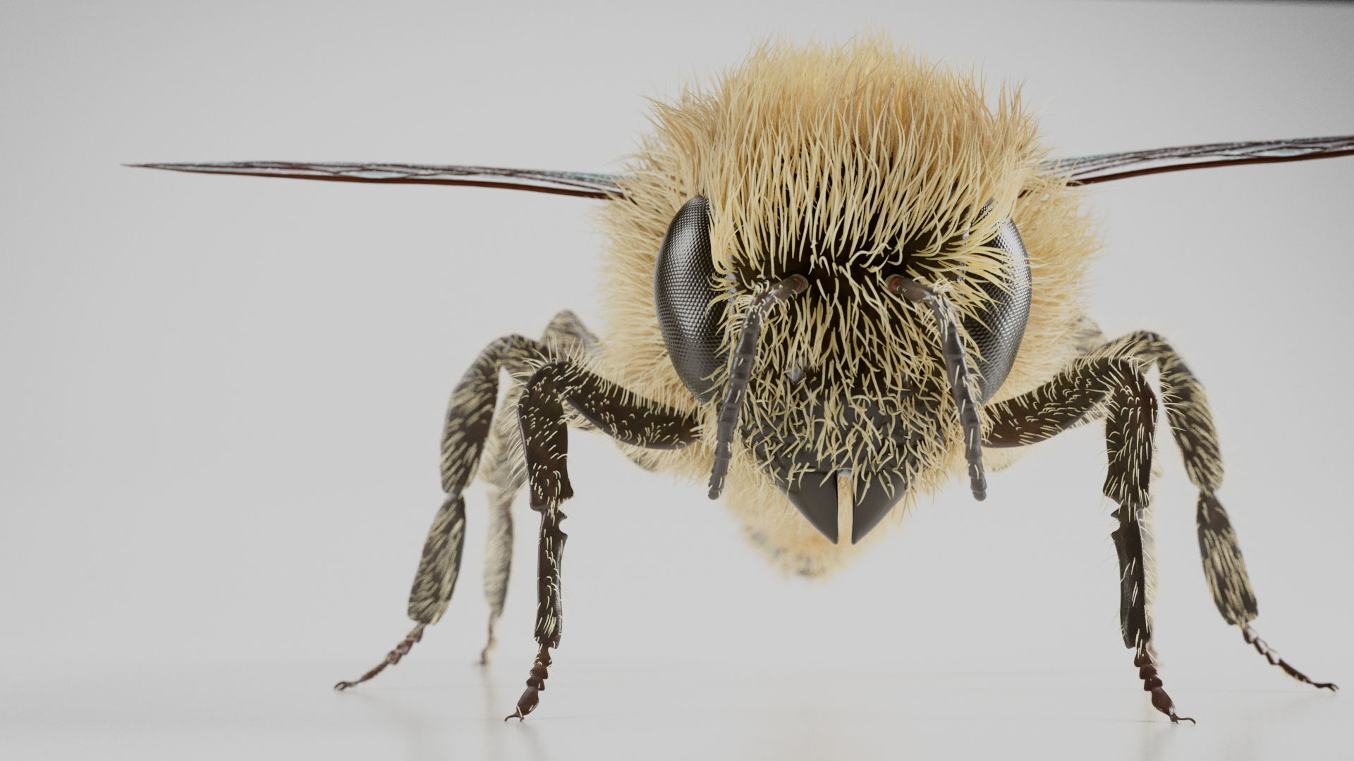 Realistic Honey Bee 3D model | CGTrader