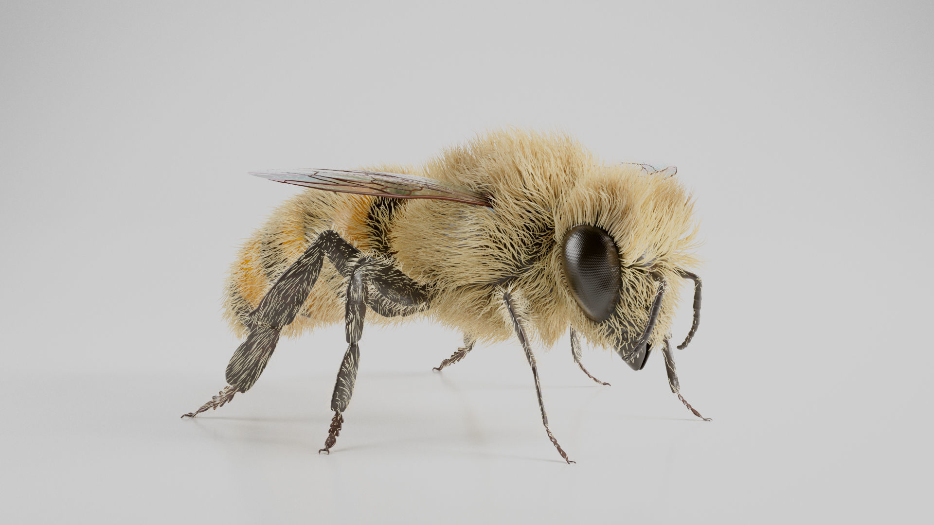 Realistic Honey Bee 3D model | CGTrader