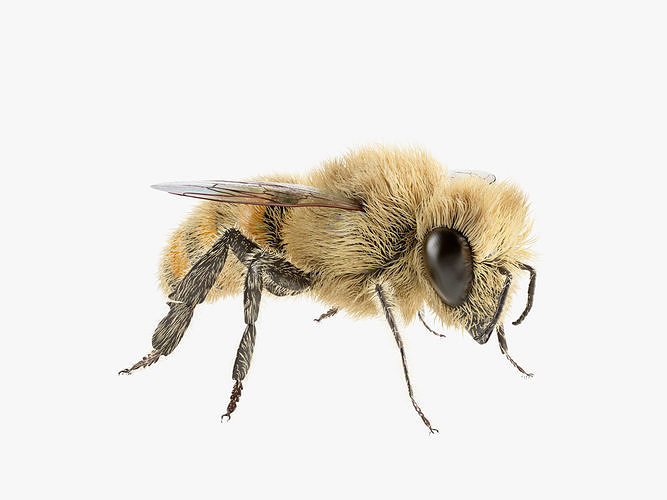 Realistic Honey Bee 3D model | CGTrader
