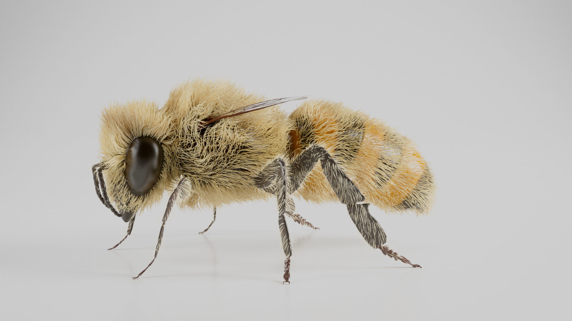 Realistic Honey Bee 3D model | CGTrader