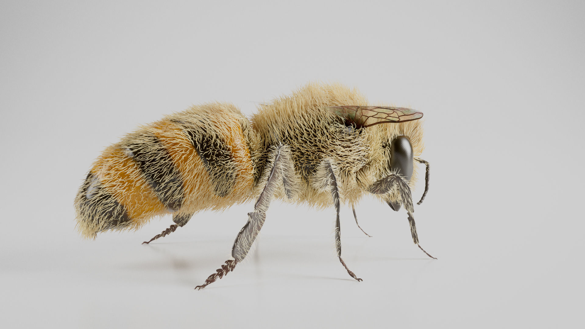 Realistic Honey Bee 3D model | CGTrader