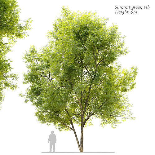 Summit green ash 3 3D model | CGTrader