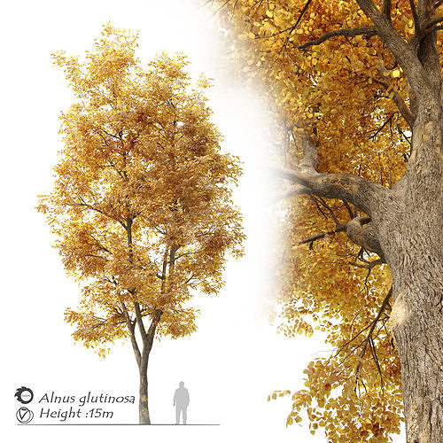 Autumn Alnus glutinosa 3D model | CGTrader