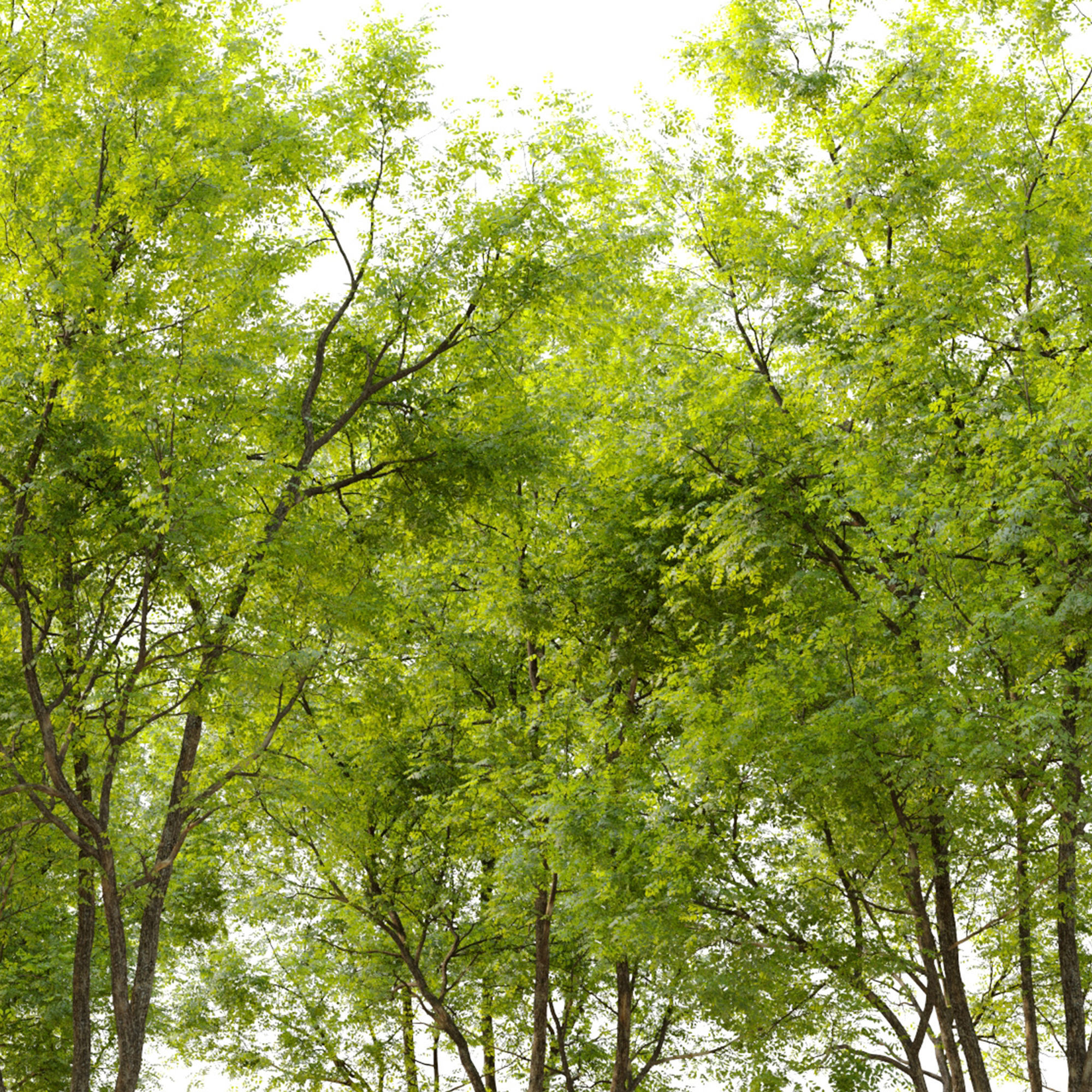 Summit green ash 3D model | CGTrader