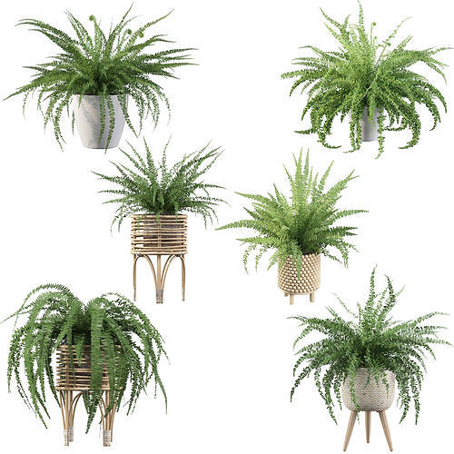 Fern collections for interiors | CGTrader
