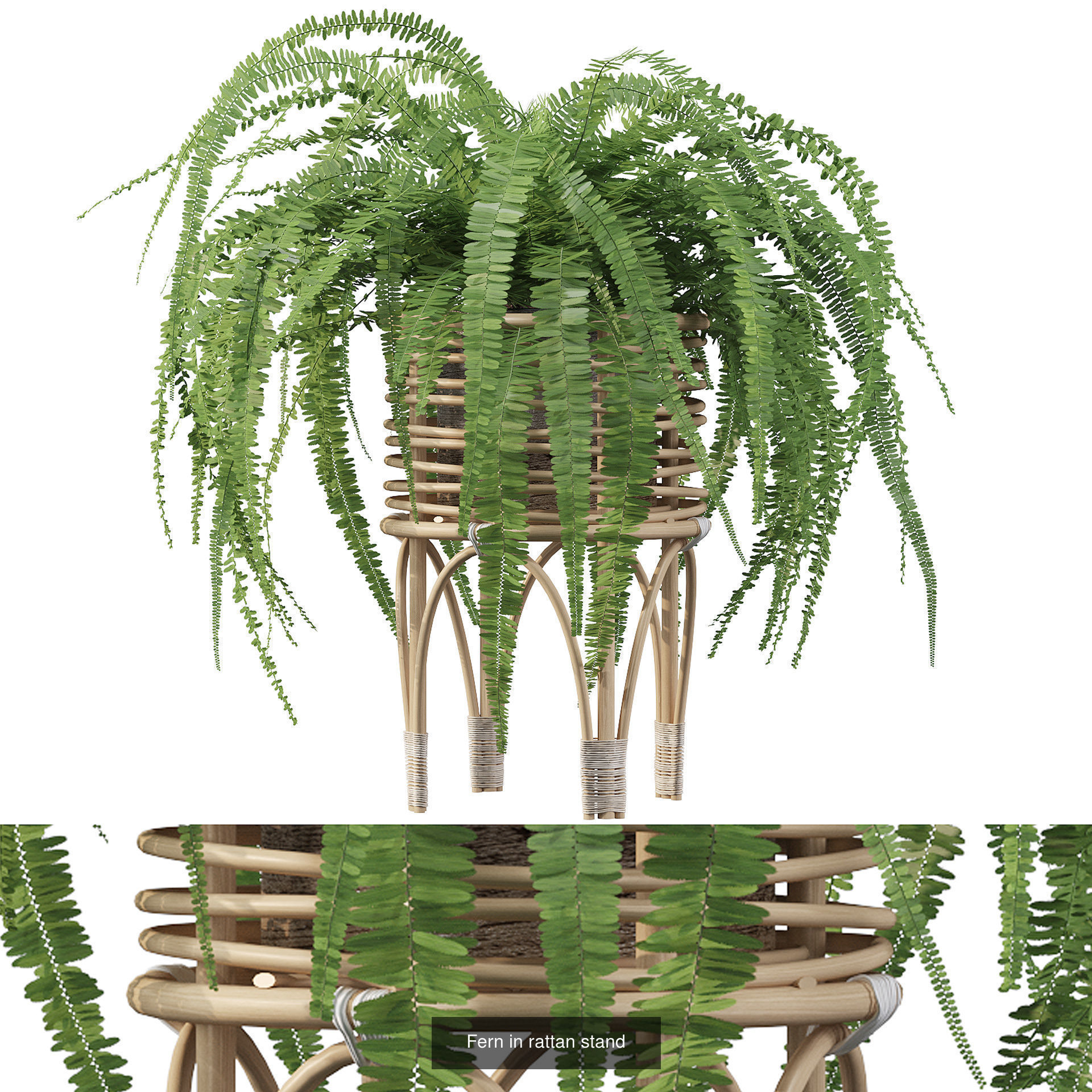 Fern collections for interiors | CGTrader