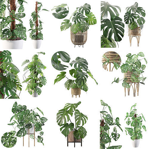 Monstera plants collection for interiors | CGTrader