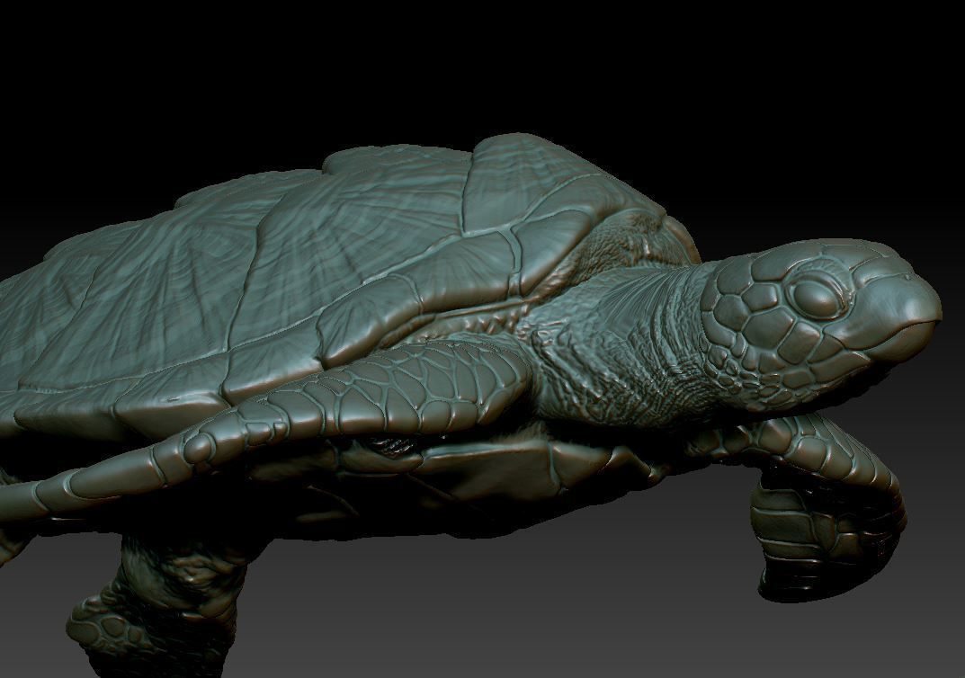 Sea Turtle 3 models 3D model 3D printable | CGTrader