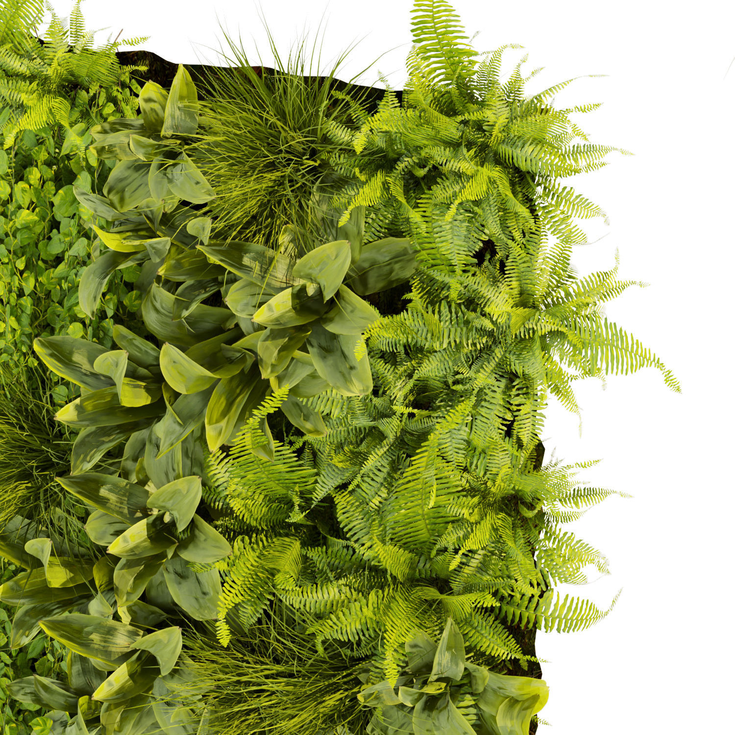 Collection plant vol 392 - fitowall - ertical - grass - fern 3D model | CGTrader