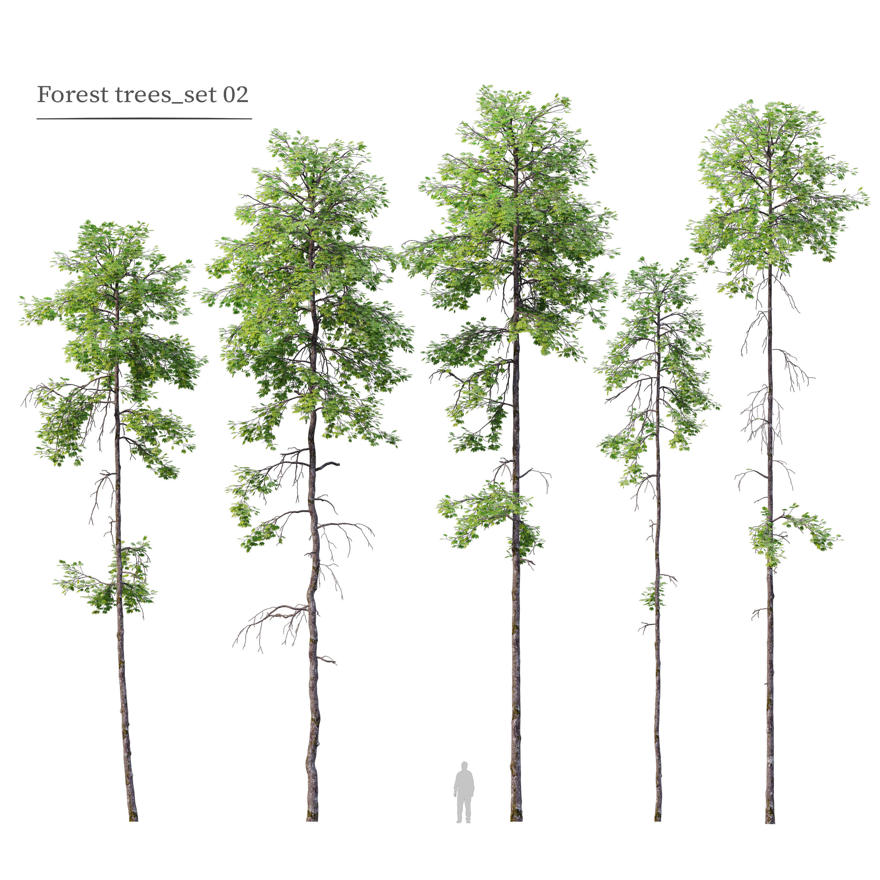 Forest trees set 02 3D model | CGTrader