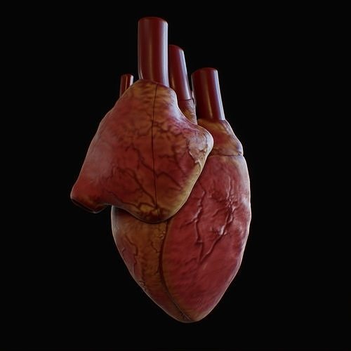 3D model 3D model of rigged heart VR / AR / low-poly | CGTrader